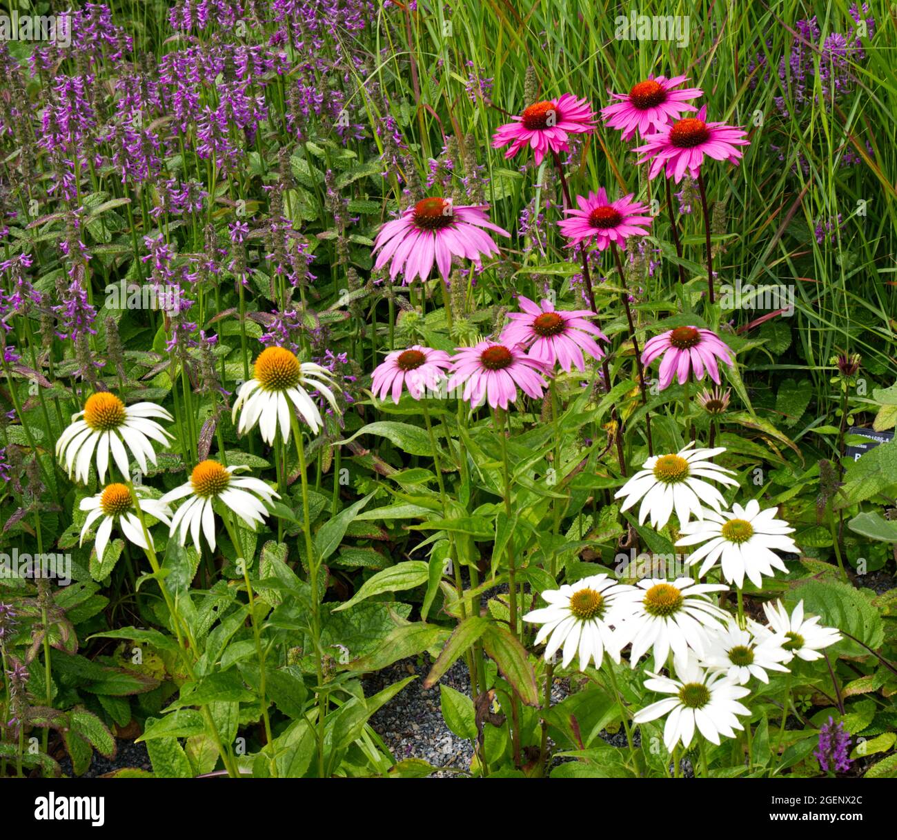 bright pink echinacea purpurea , also known as cone flowers UK summer ...