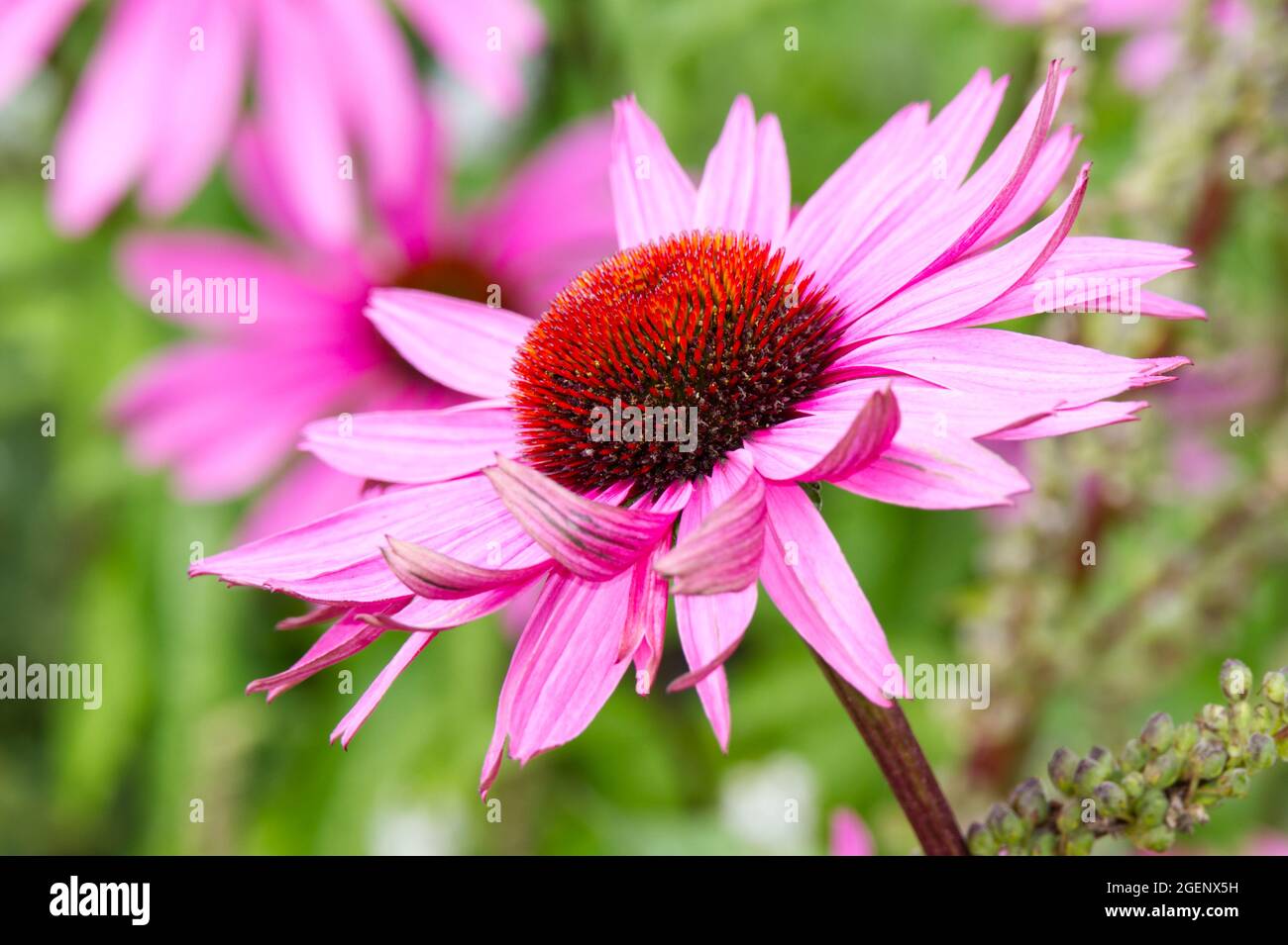 bright pink echinacea purpurea , also known as cone flowers UK summer ...