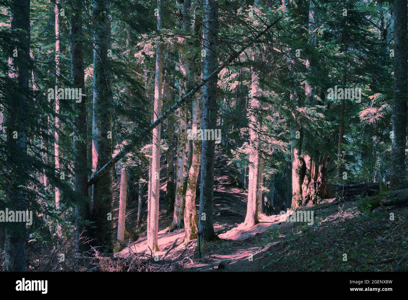 Deep spruce forest hi-res stock photography and images - Alamy