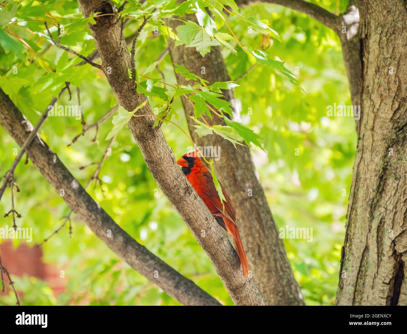 Close up shot of cute Northern cardinal on the tree at Oklahoma, USA ...