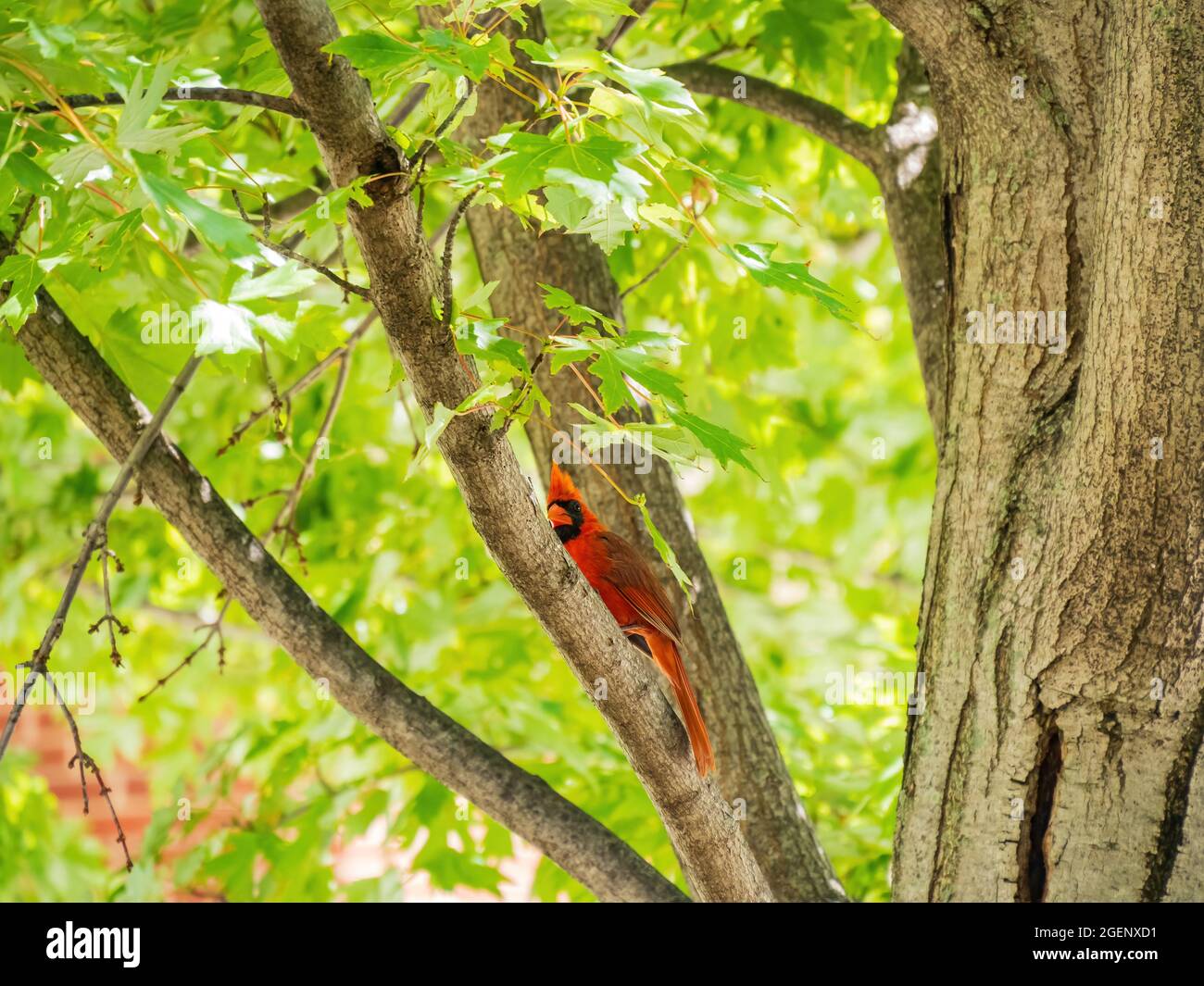 Close up shot of cute Northern cardinal on the tree at Oklahoma, USA ...