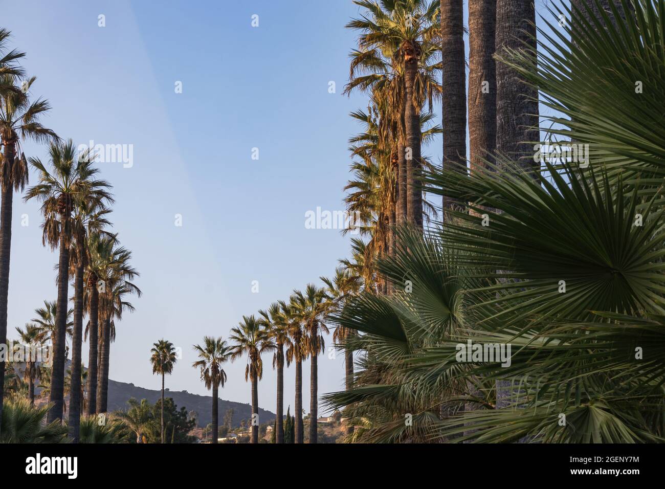 palm trees following the curve of the road in southern california Stock ...