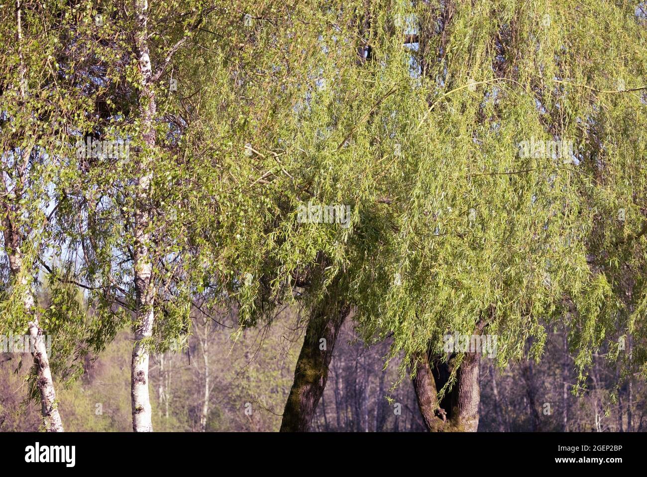 Large willow tree growing in the middle of a park on a bright sunny day ...