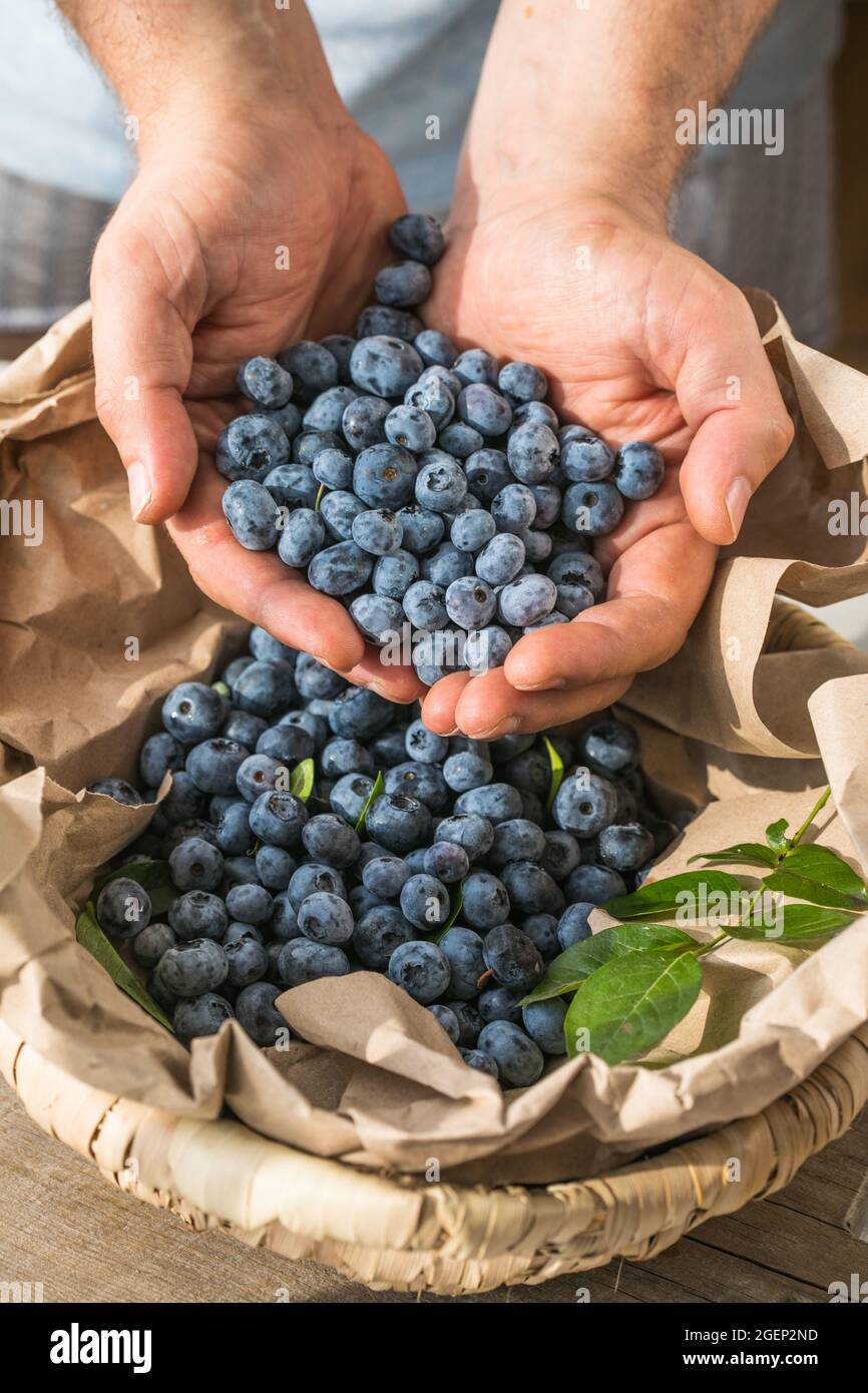 Freshly picked blueberries in mans hi-res stock photography and images ...