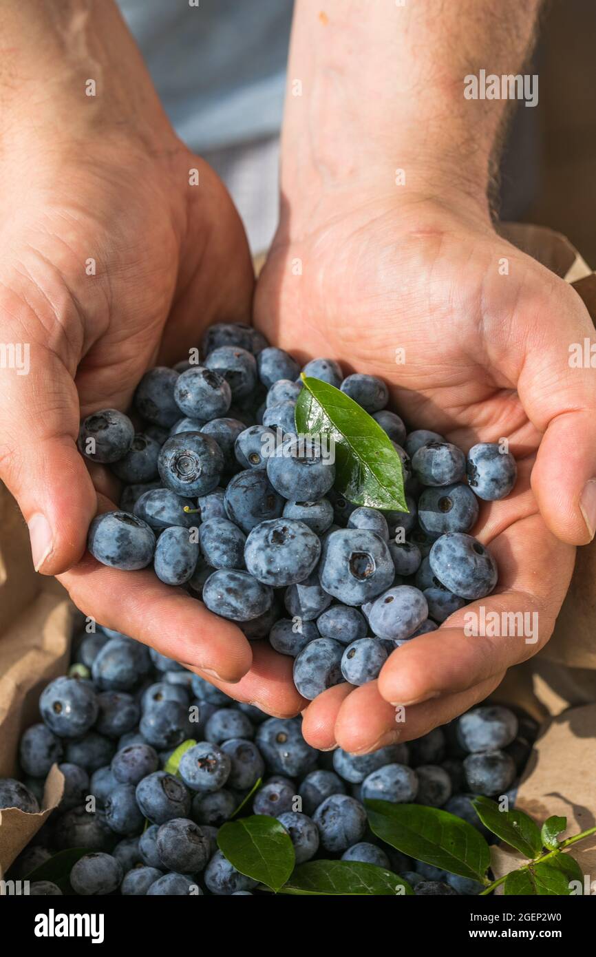 Freshly picked blueberries in mans hi-res stock photography and images ...