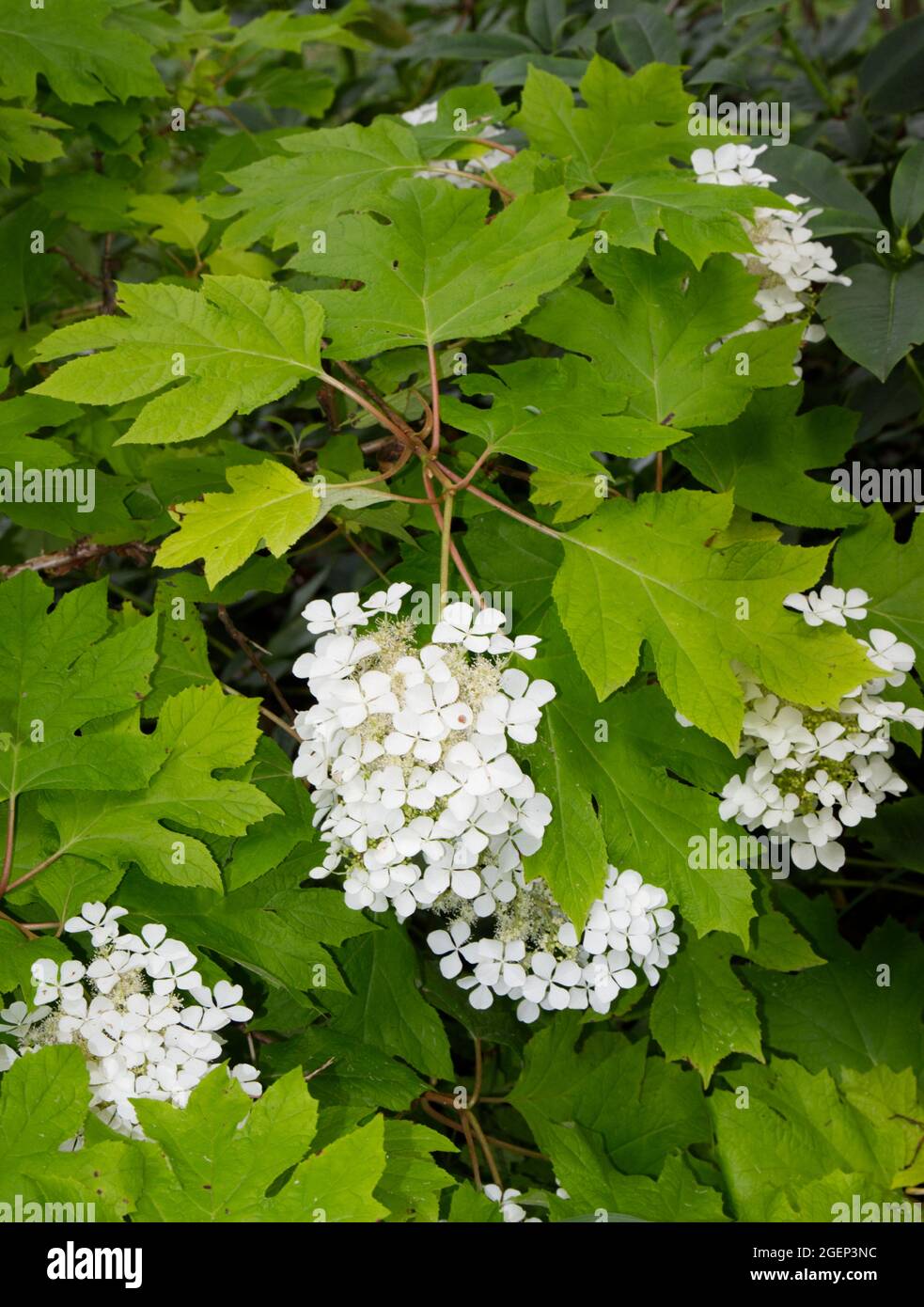 White summer flowering hydrangea shrub with golden coloured foliage ...