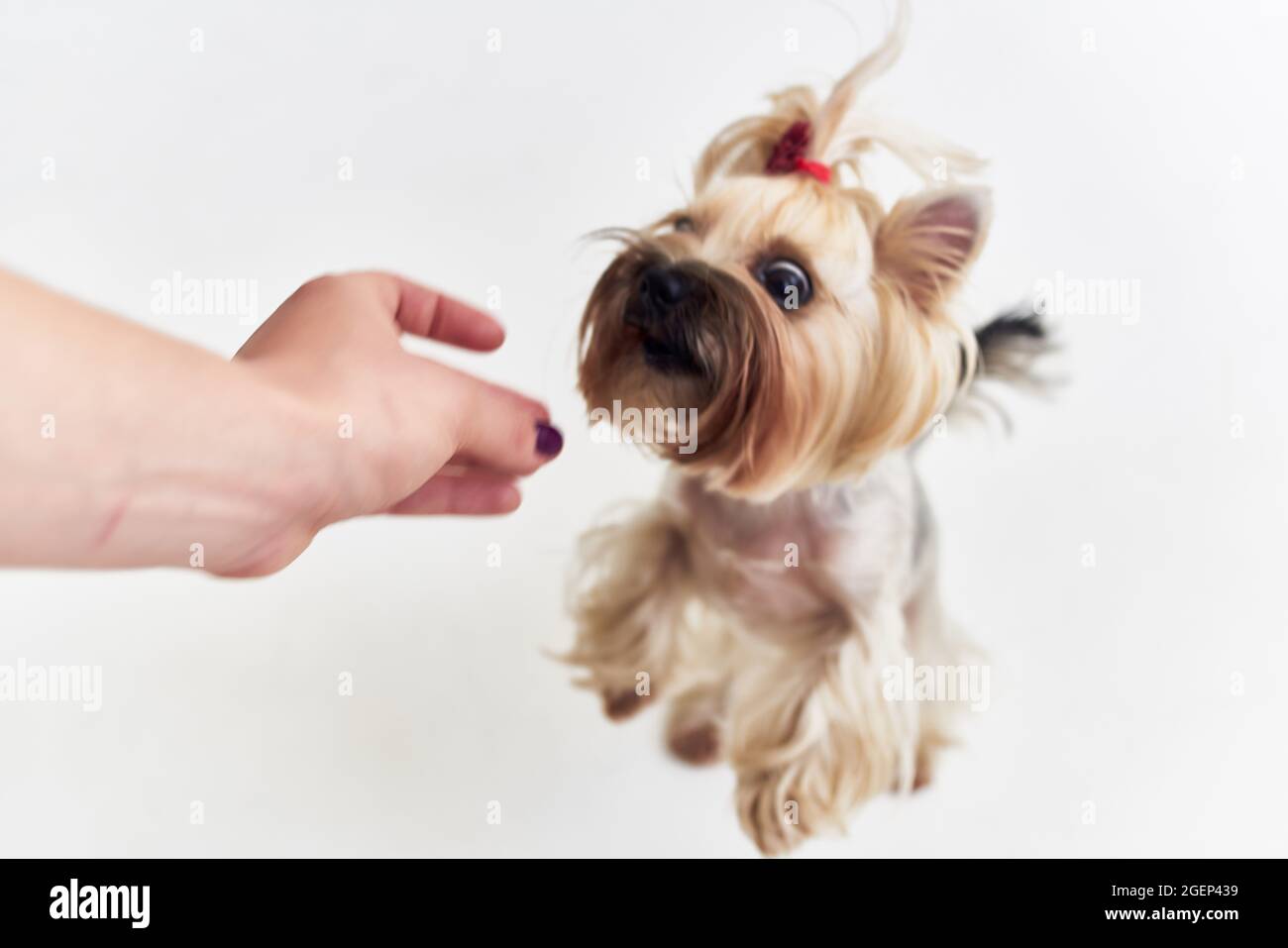 a small dog Yorkshire Terrier posing Studio Stock Photo - Alamy