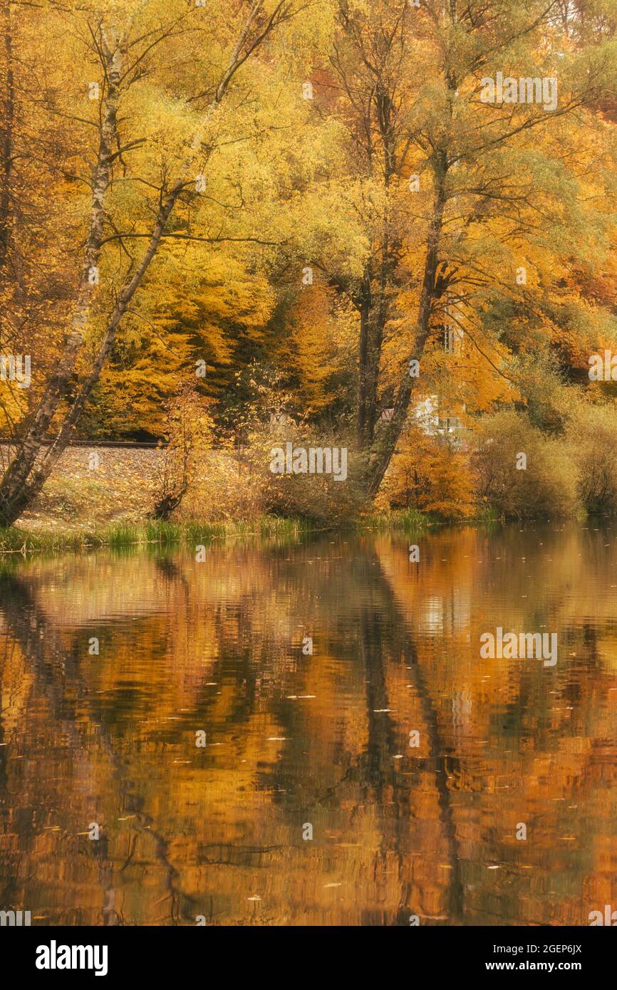 Orange and yellow trees and their reflections in the Walzweiher ...