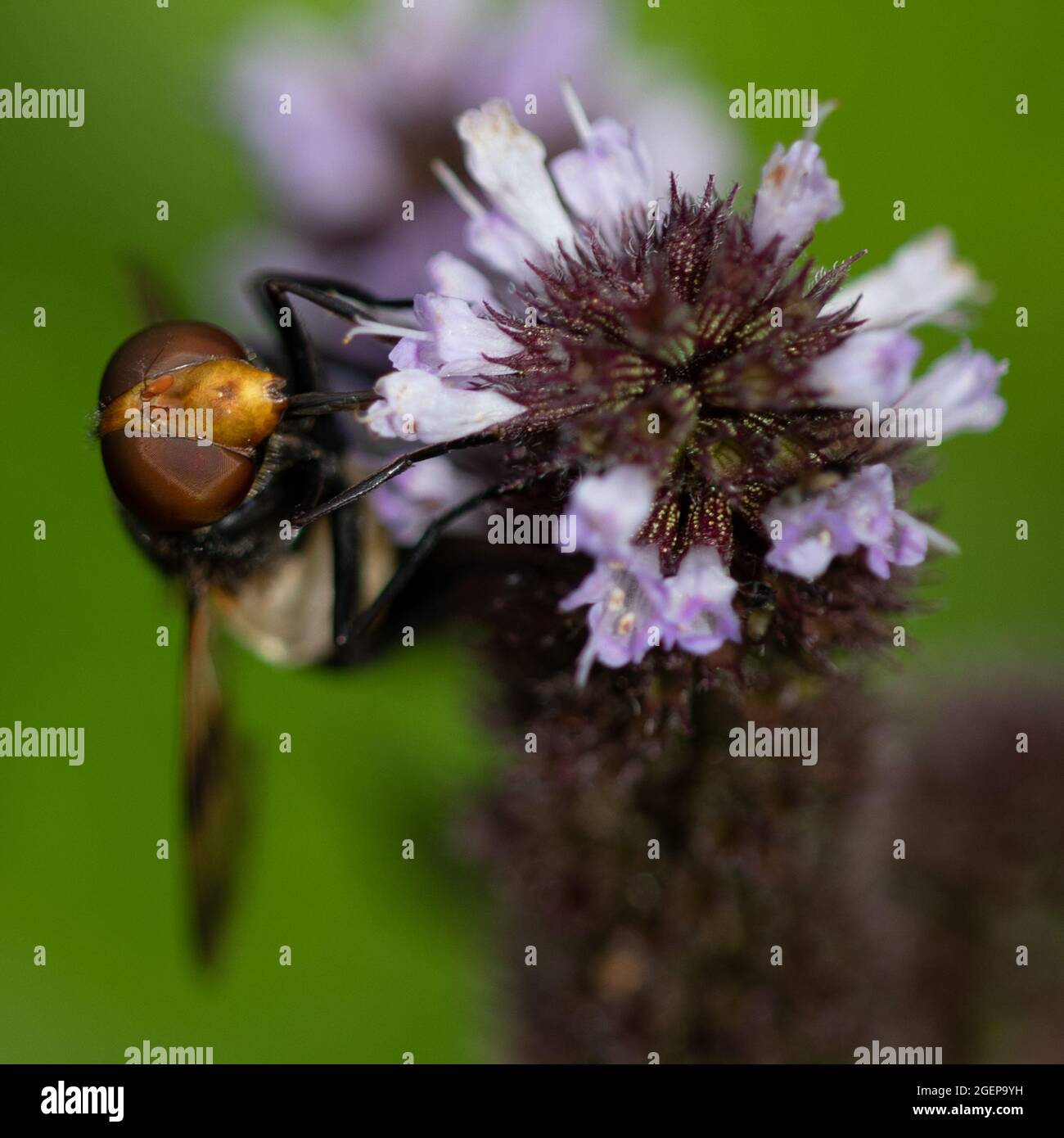 Parasite of bumblebee nests hi-res stock photography and images - Alamy