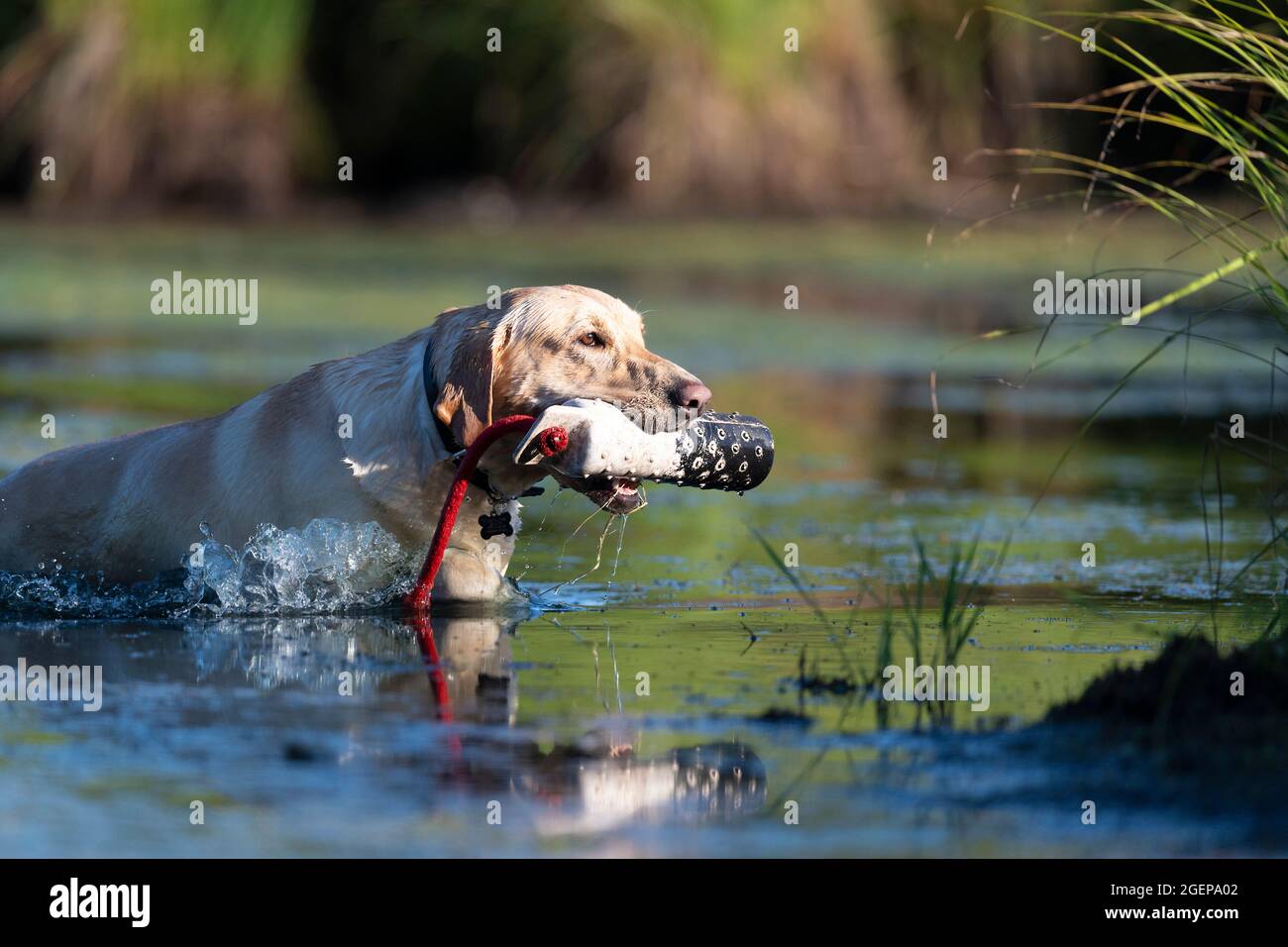 Training Labrador Retrievers Stock Photo - Alamy