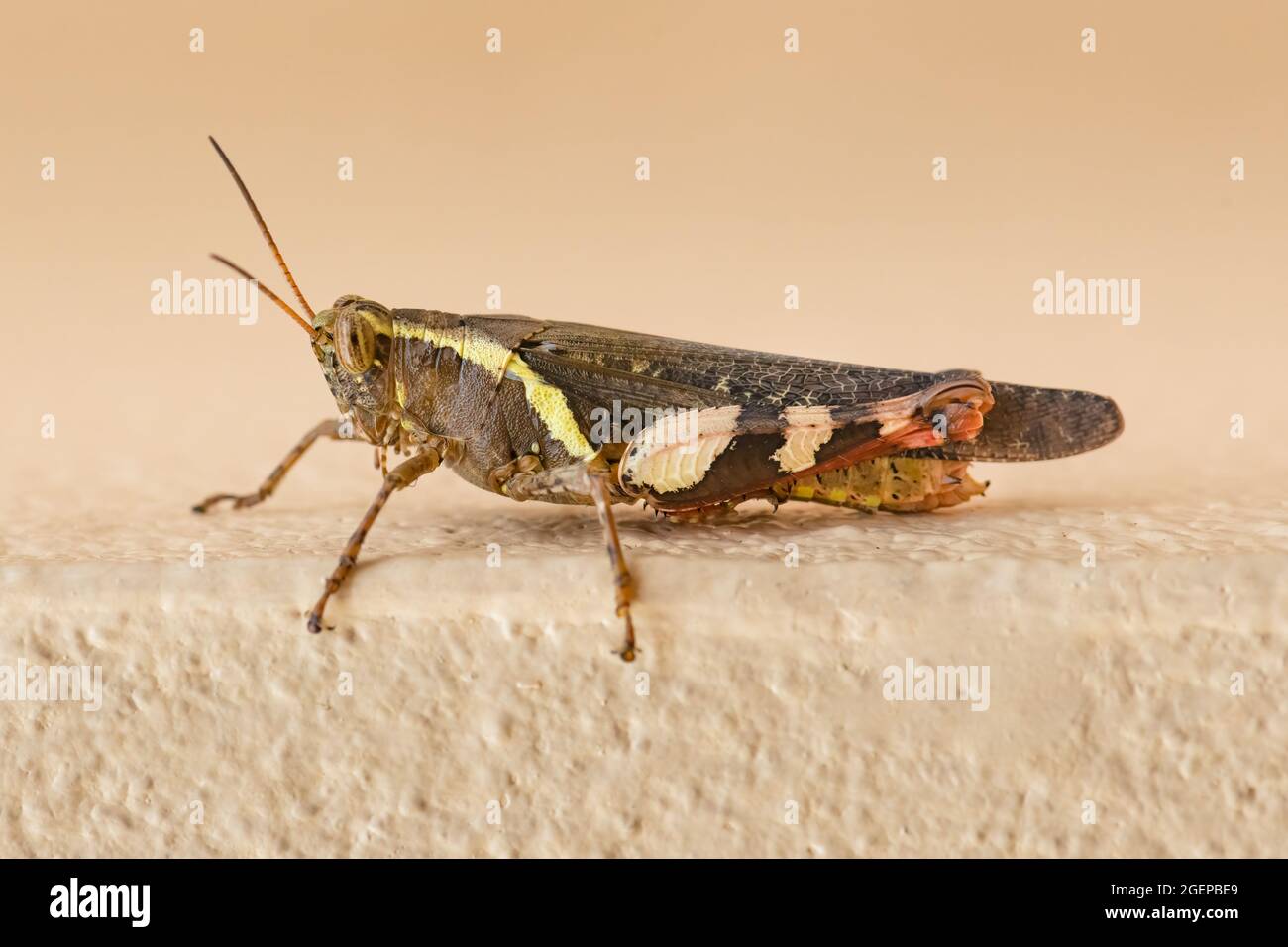 Macro photo of Spur-throated grasshopper isolated on the painted wall ...
