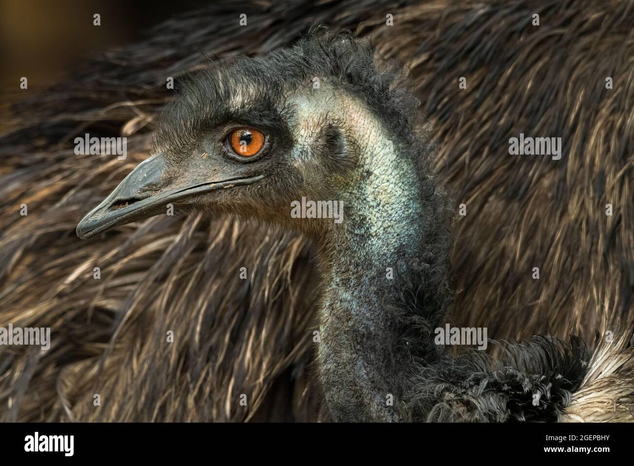 Close up headshot of adult Emu with catchlight in the eye Stock Photo ...