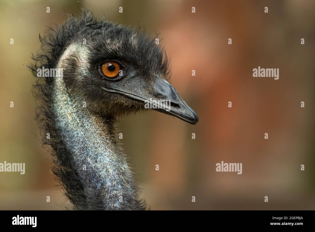 Close up headshot of adult Emu Stock Photo - Alamy