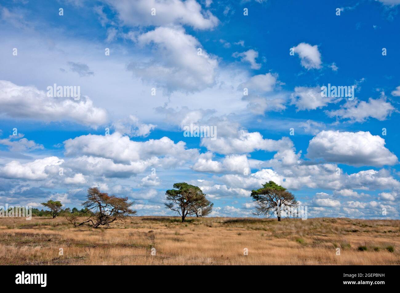 Landscape in De Hoge Veluwe National Park, Netherlands Stock Photo - Alamy