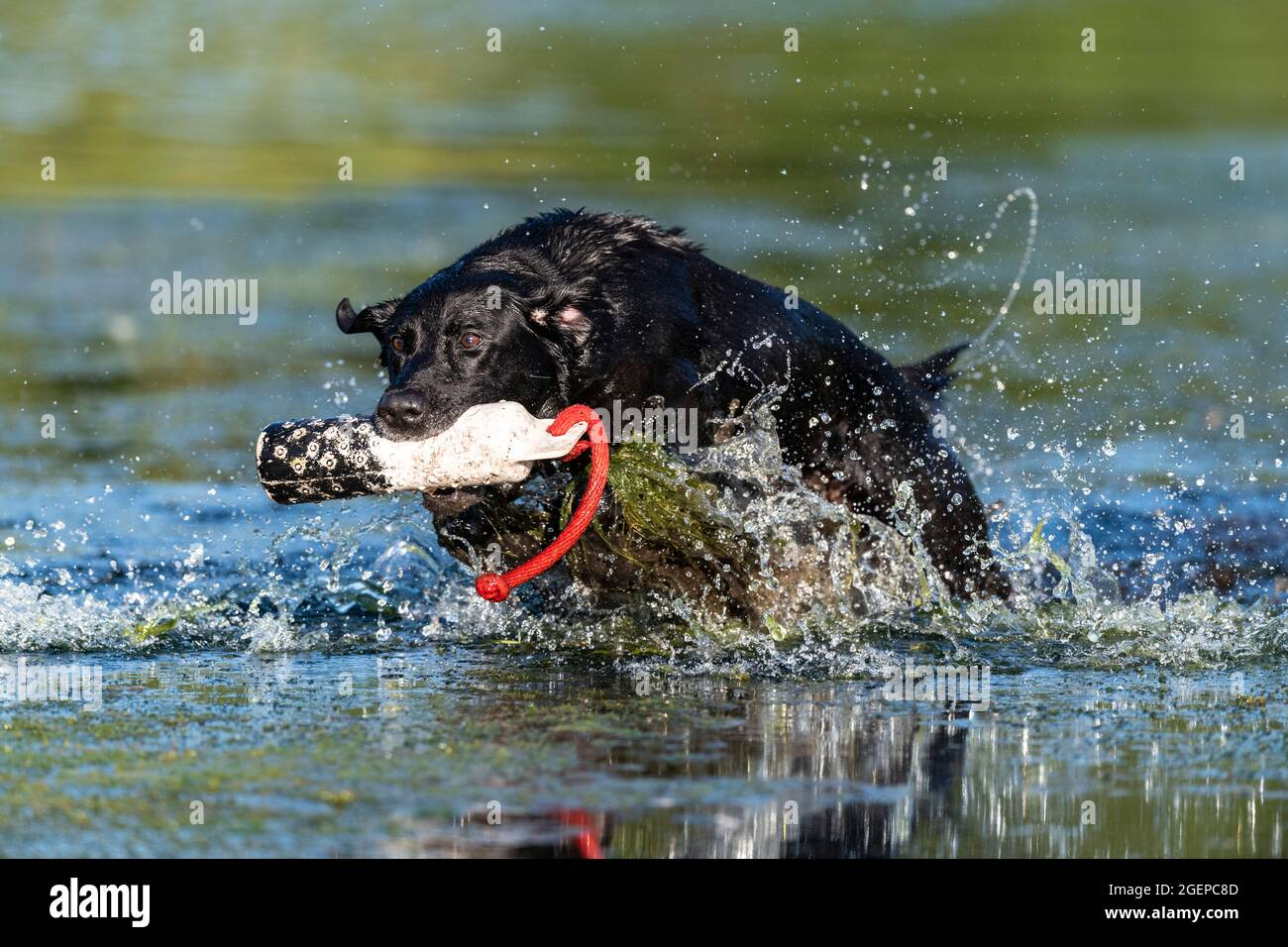 Training Labrador Retrievers Stock Photo - Alamy