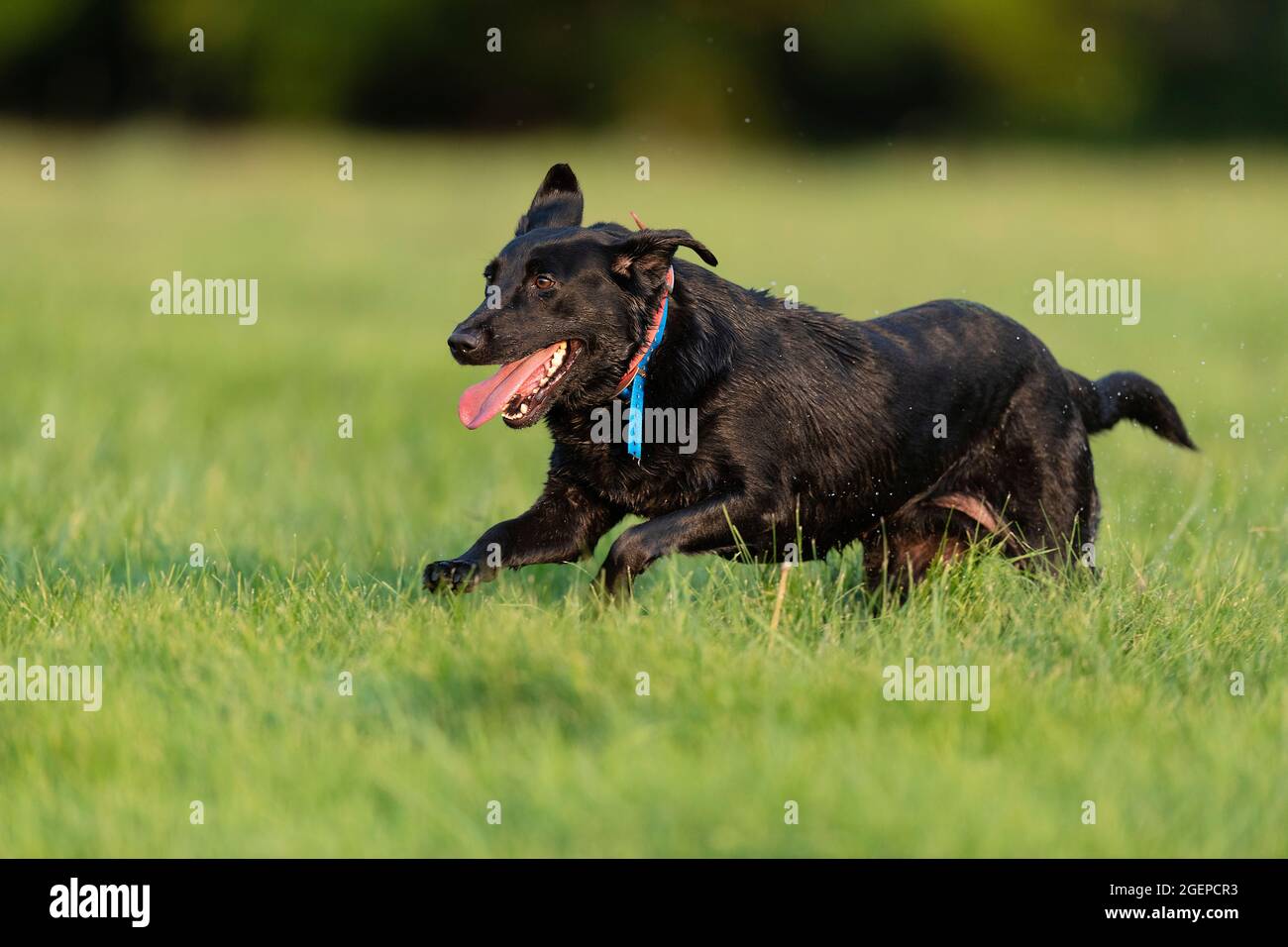Training Labrador Retrievers Stock Photo - Alamy