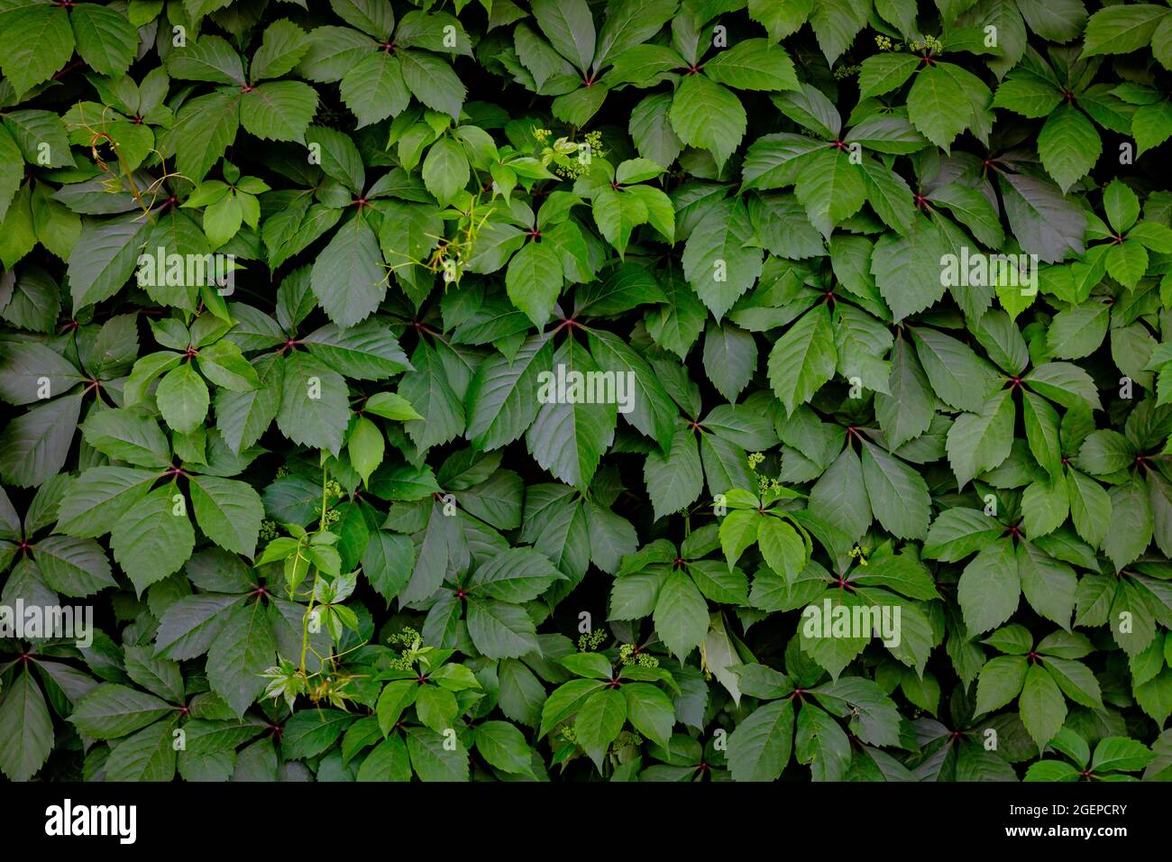Abstract background of ivies in full frame. Pattern of Ivies background ...