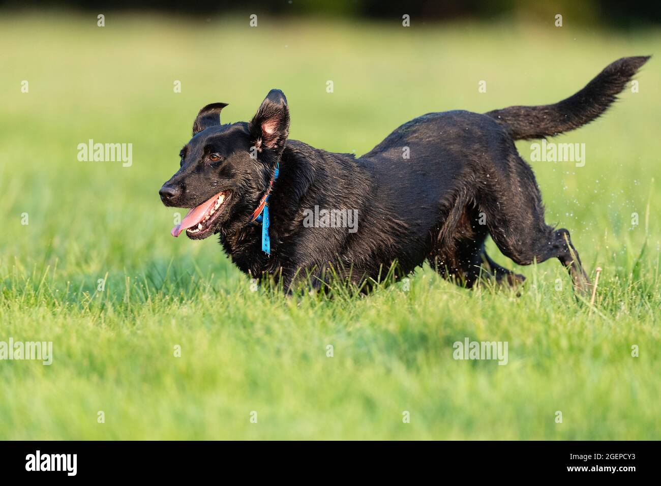 Training labrador hi-res stock photography and images - Alamy