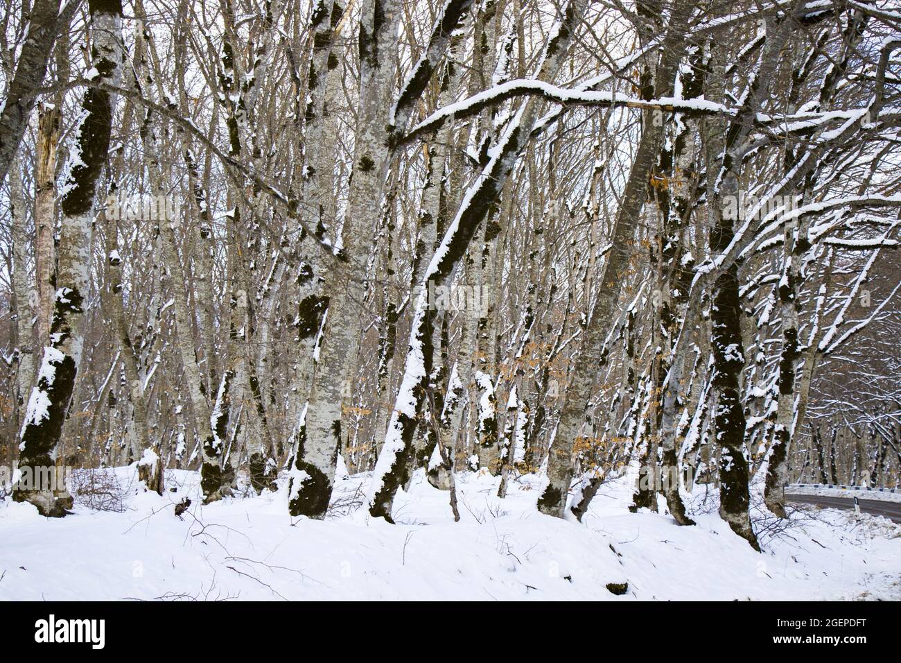 Chilling view of the Sabaduri forest in Georgia in winter Stock Photo ...