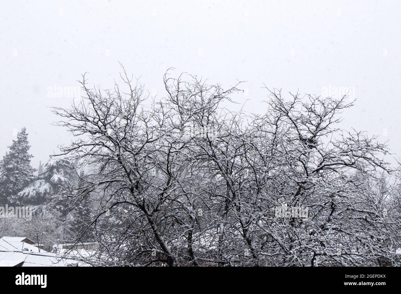 Chilling view of a winter forest in Georgia Stock Photo - Alamy