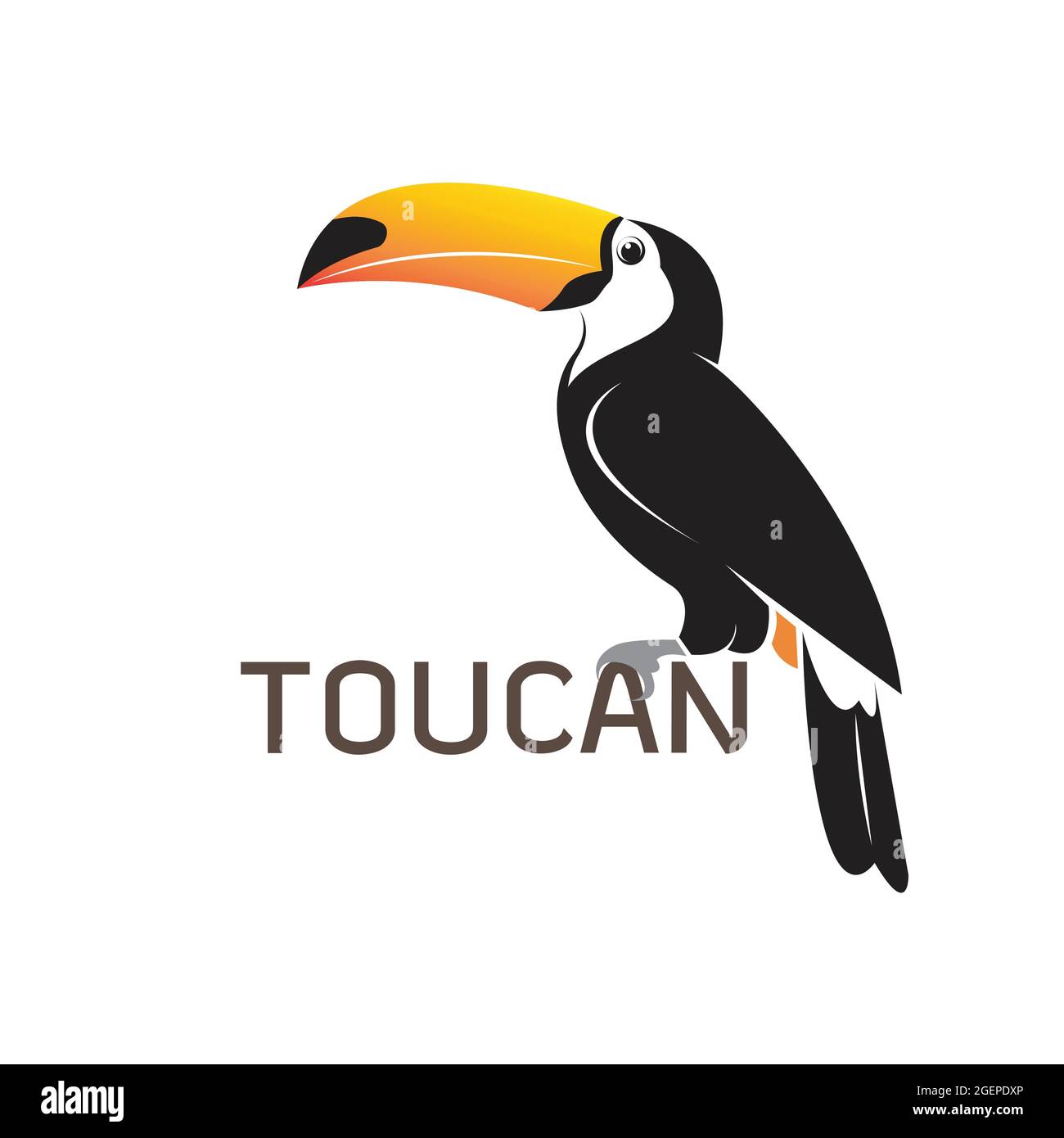 Vector of toucan birb design on white background. Wild Animals. Easy ...