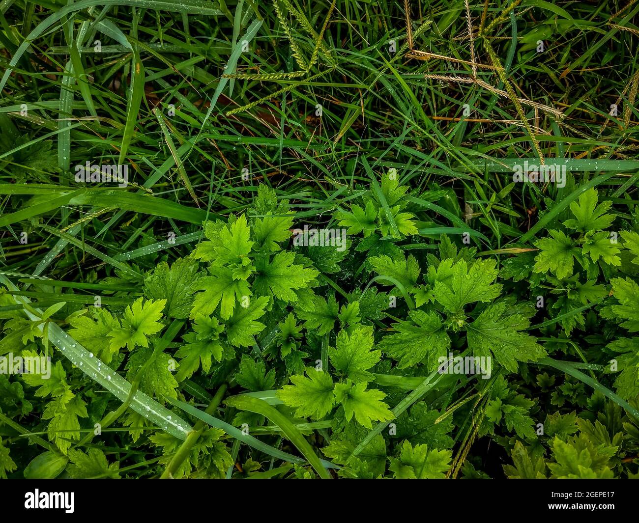 Shot of the two equally divided, contrasting green plants growing next ...