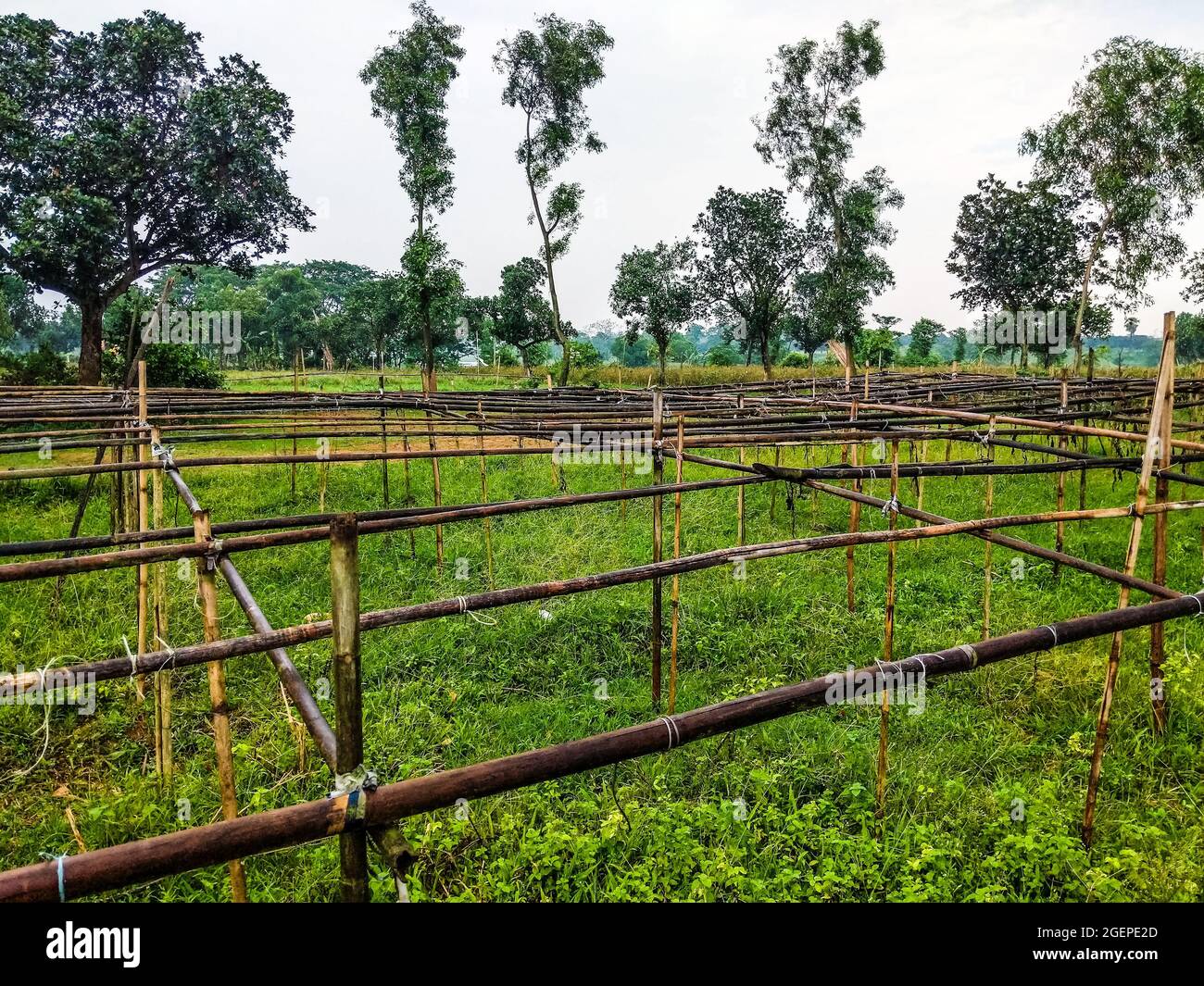 Shot of the field with the newly growing trees in a plantation in the ...