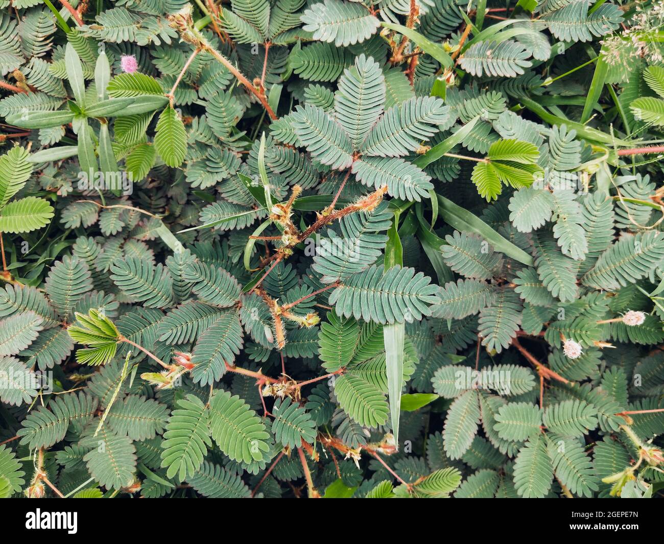 Shot of two different plant leaves crossed to each other as a natural ...