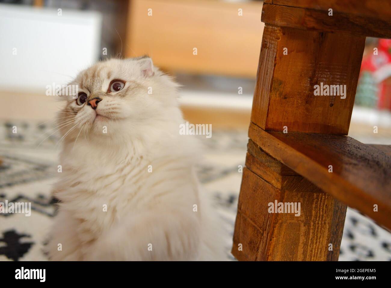 White Flurry Scottish Kitty Cat at Home Stock Photo - Alamy