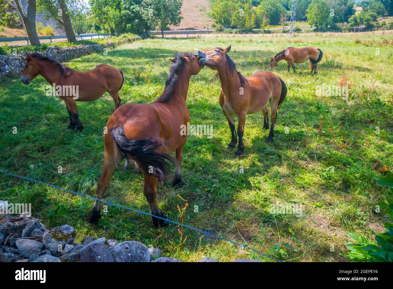 Dos caballos jugando hi-res stock photography and images - Alamy