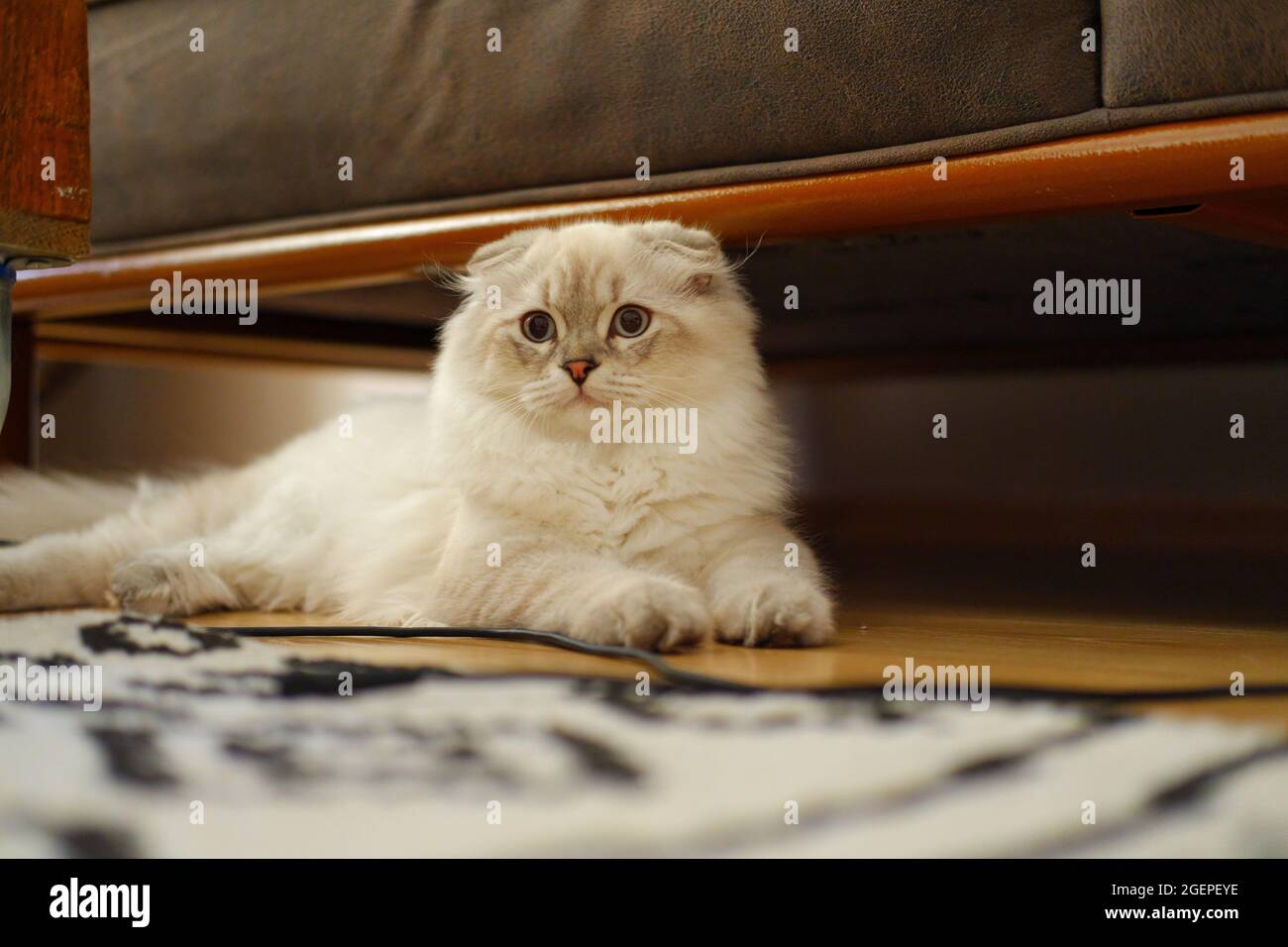 Scotch cat hi-res stock photography and images - Alamy