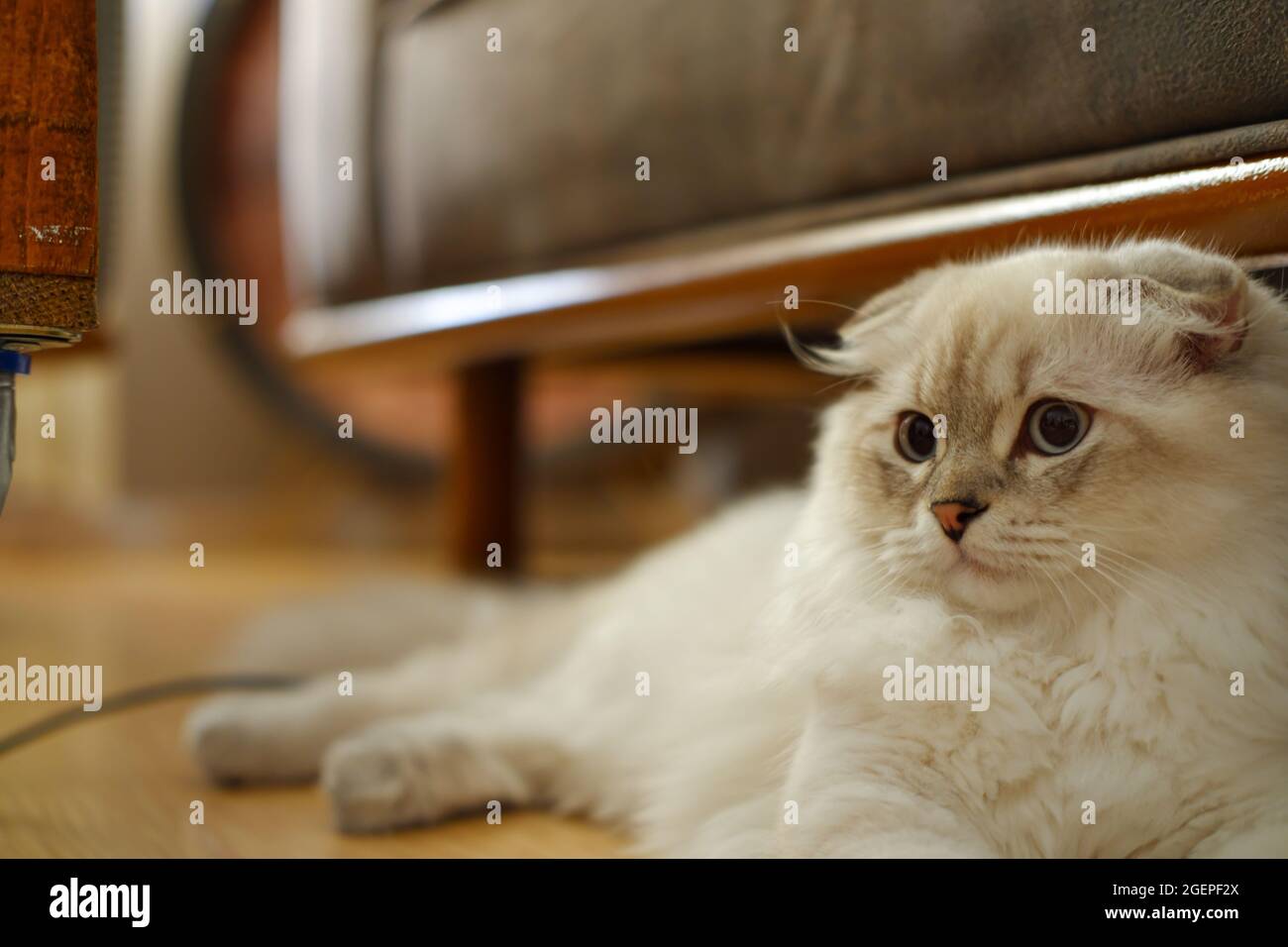 Scotch cat hi-res stock photography and images - Alamy