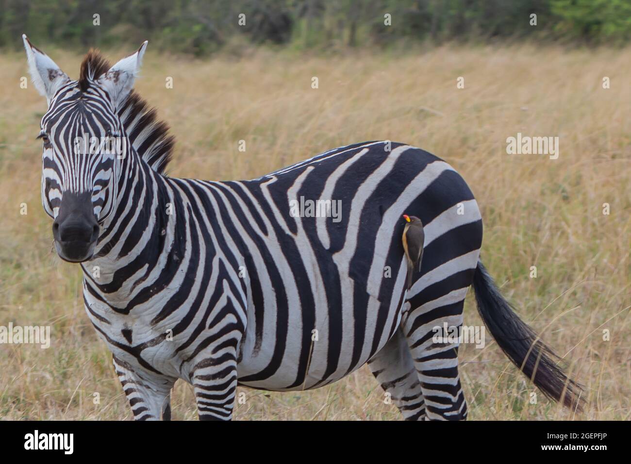 Zebras in the Wild Stock Photo - Alamy