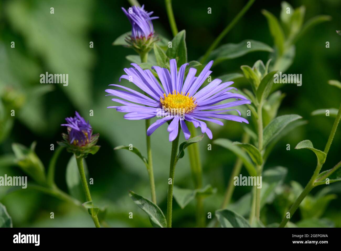 Aster x frikartii Monch Michaelmas Daisy flower and buds Stock Photo ...