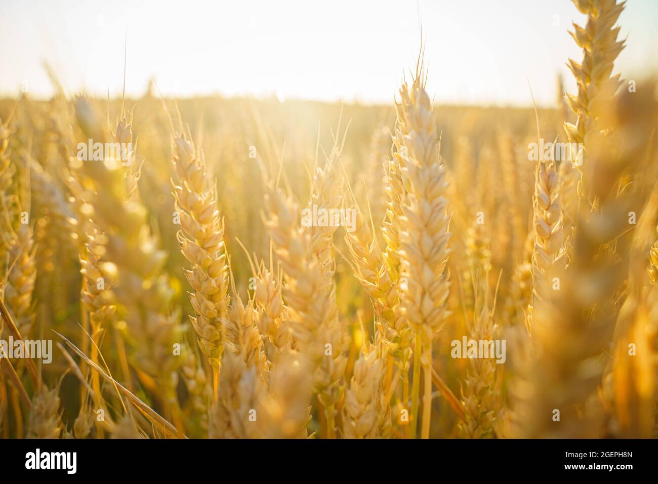 Sunset wheat golden field in the evening. Growth nature harvest ...