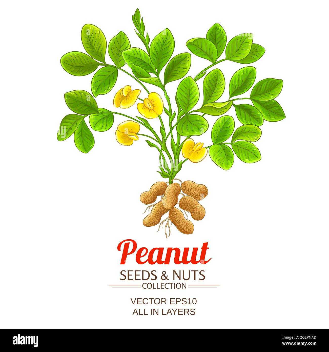 peanut vector illustration on white background Stock Vector Image & Art ...