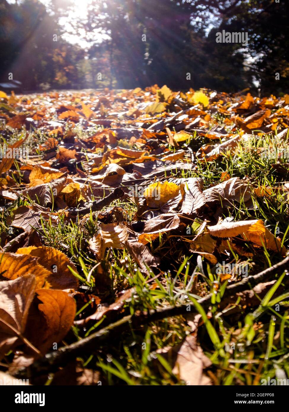 Sunlight glinting hi-res stock photography and images - Alamy