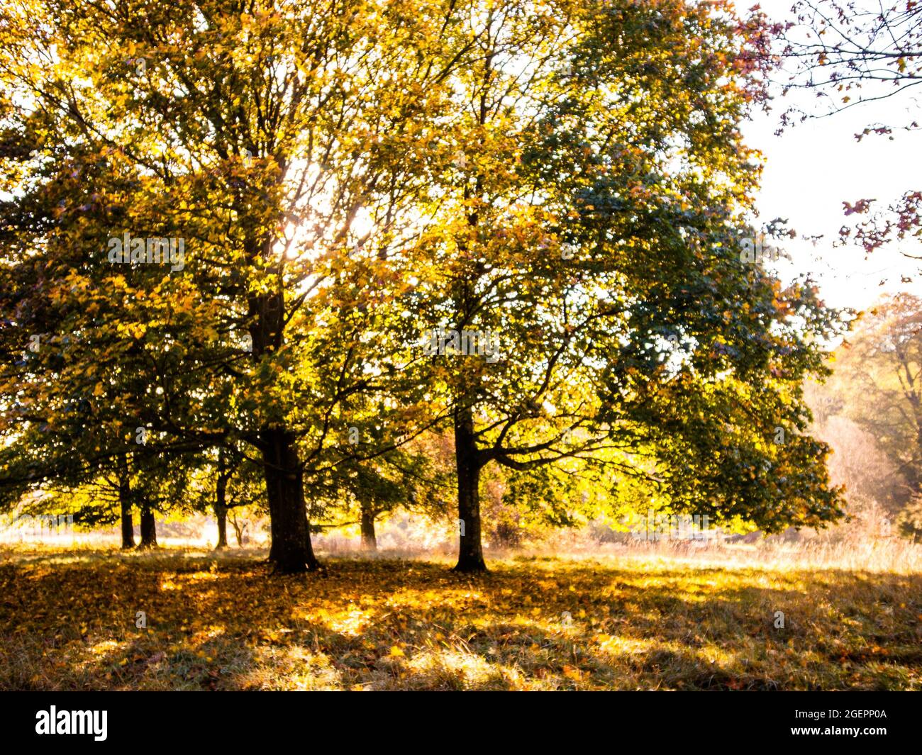 A group of trees in the autumn sunlight with the sun shining through ...