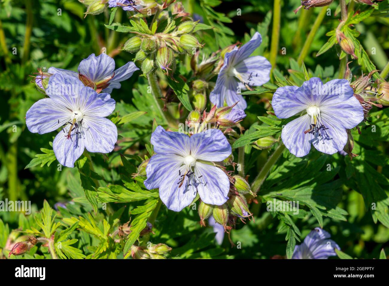 Geranium Pratense 'Mrs Kendall Clark' a summer flowering plant with a ...
