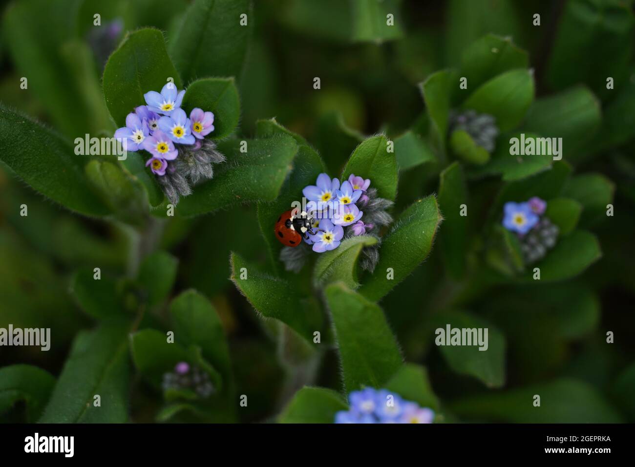 Ladybug on forget me not hi-res stock photography and images - Alamy