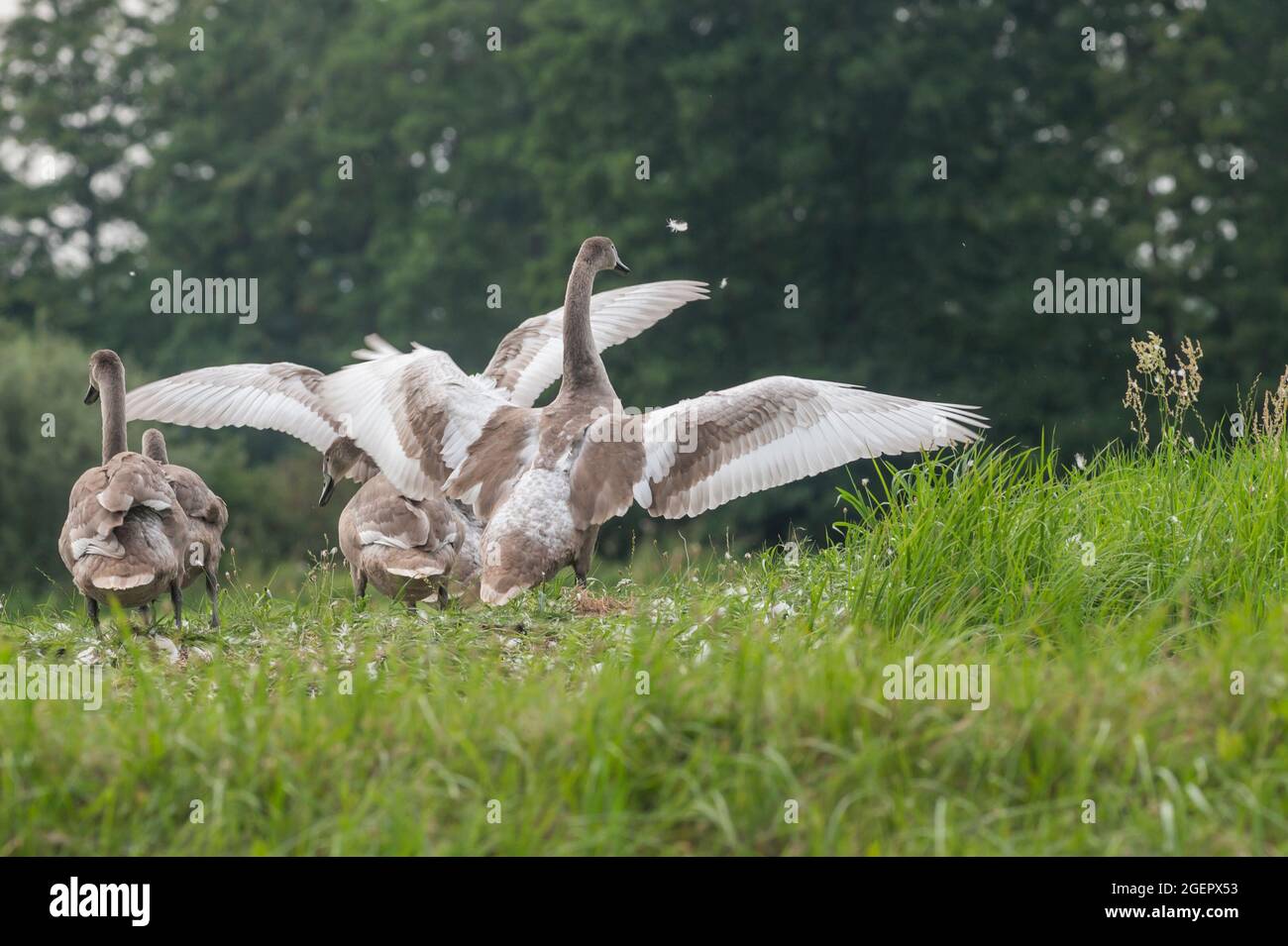 Young swans train their flight muscles Stock Photo - Alamy