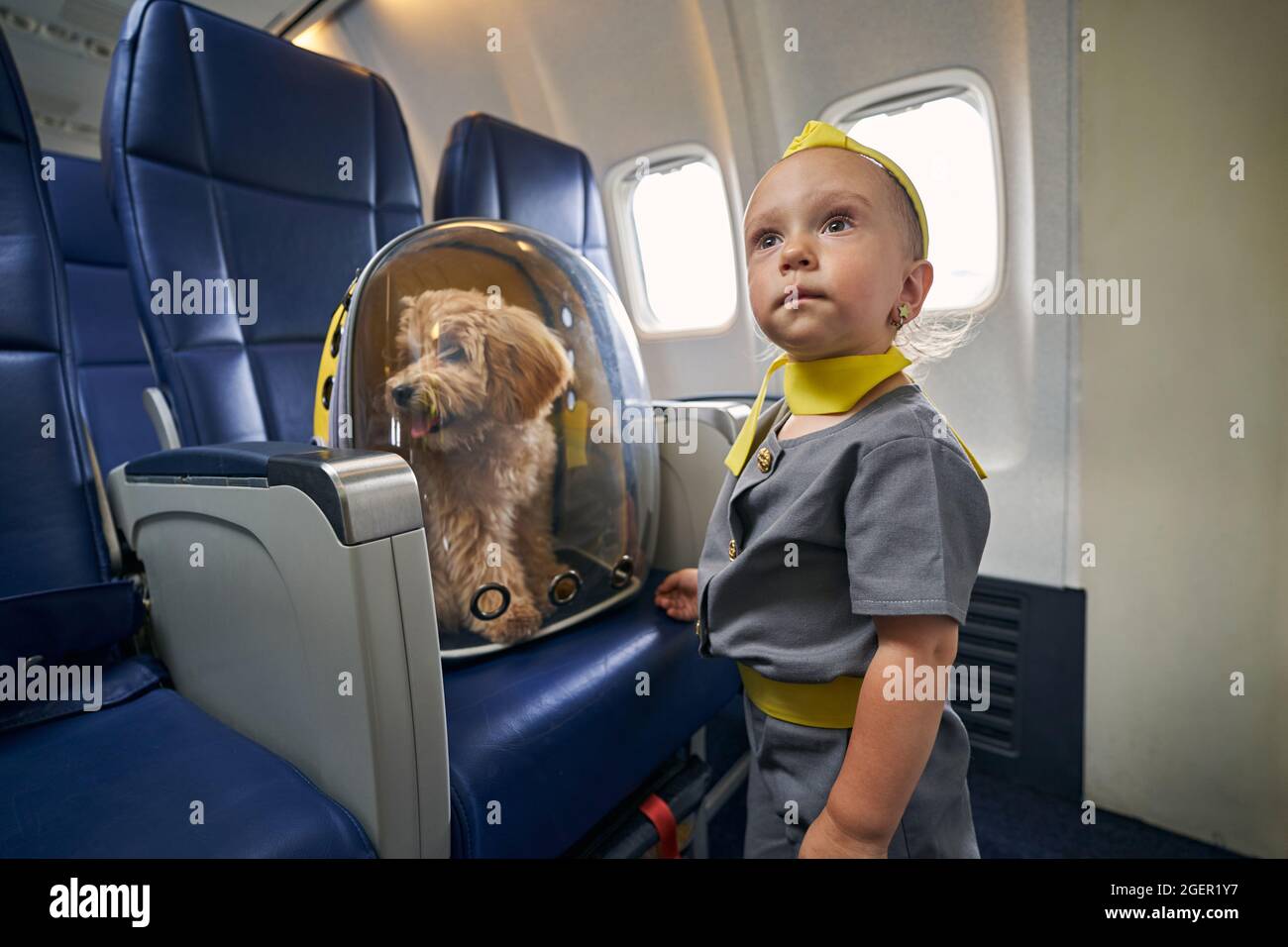Dog plane cabin hi-res stock photography and images - Alamy