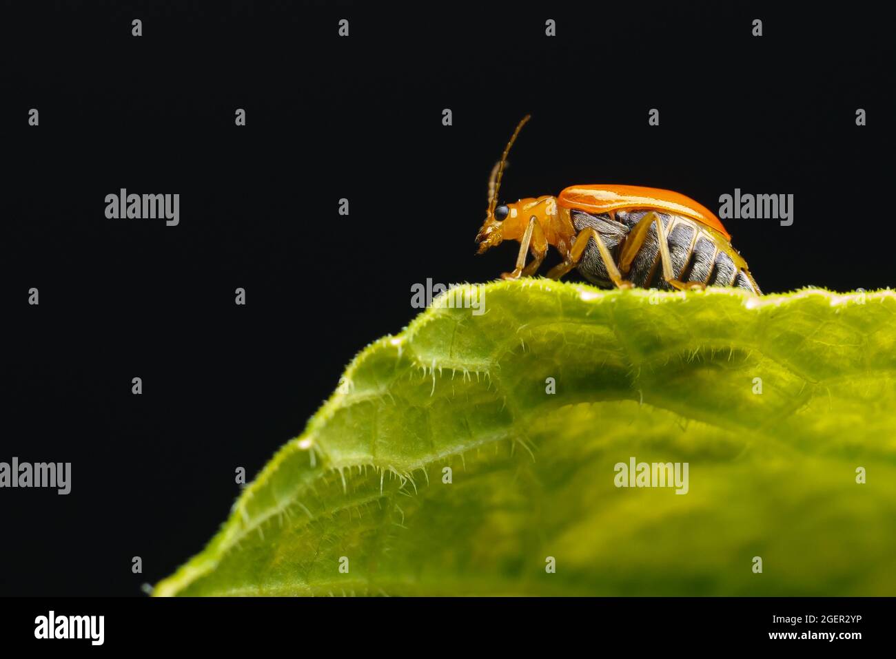 Pumpkin beentle Cucurbit Leaf Beetle or Yellow Squash Beetle it is ...