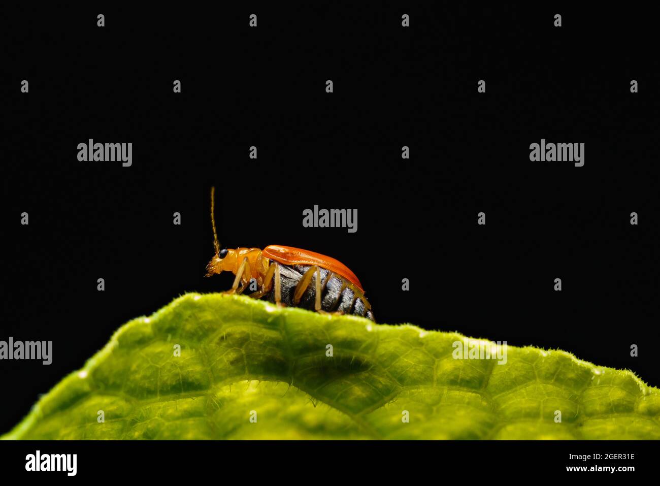 Pumpkin beentle Cucurbit Leaf Beetle or Yellow Squash Beetle it is ...