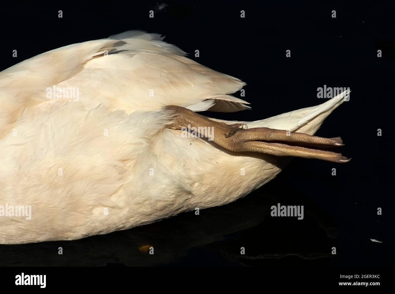 A resting Mute Swan relaxes with one large webbed foot on display ...