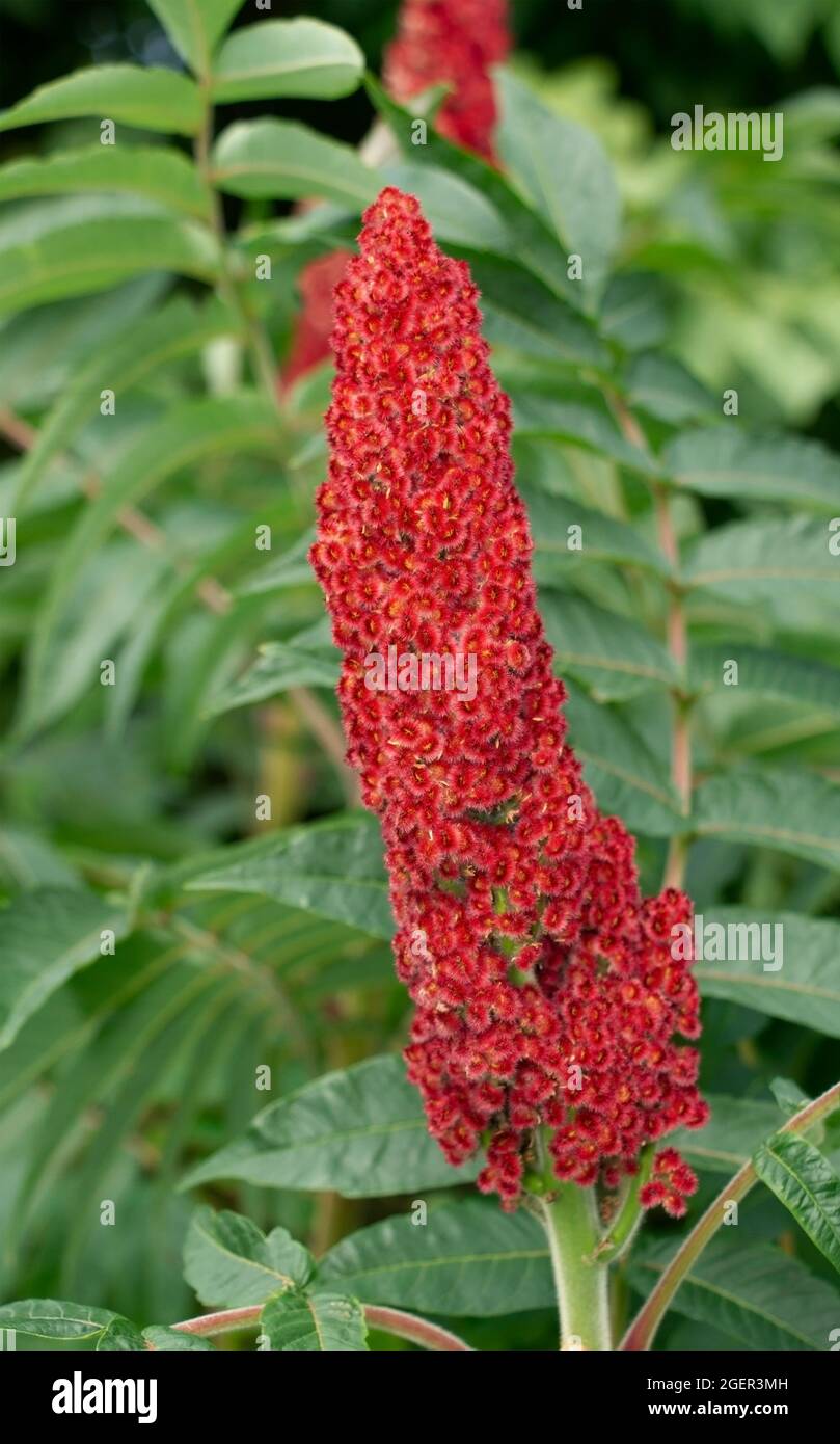 The colourful flower clusters and spectacular Fall colours of the ...