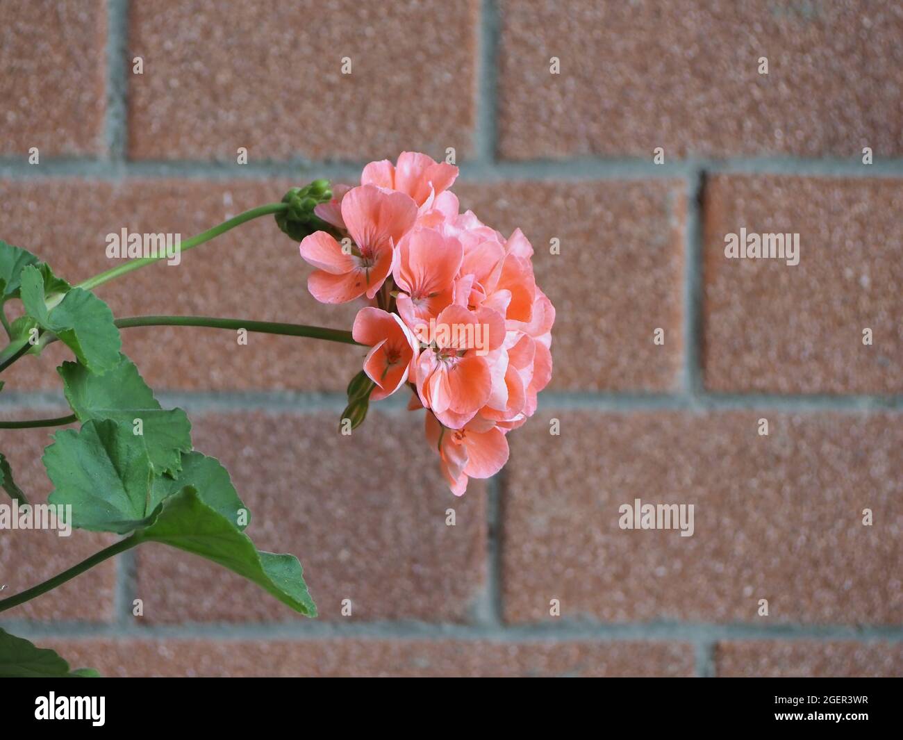 geranium aka cranesbill (scientific classification Geraniales) plant ...