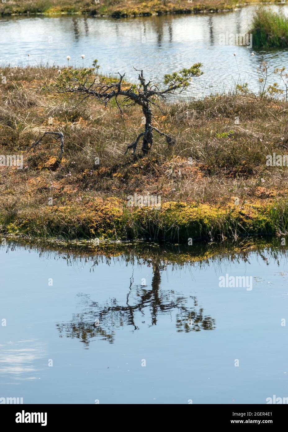 beautiful swamp landscape with blue sky and water, traditional swamp ...