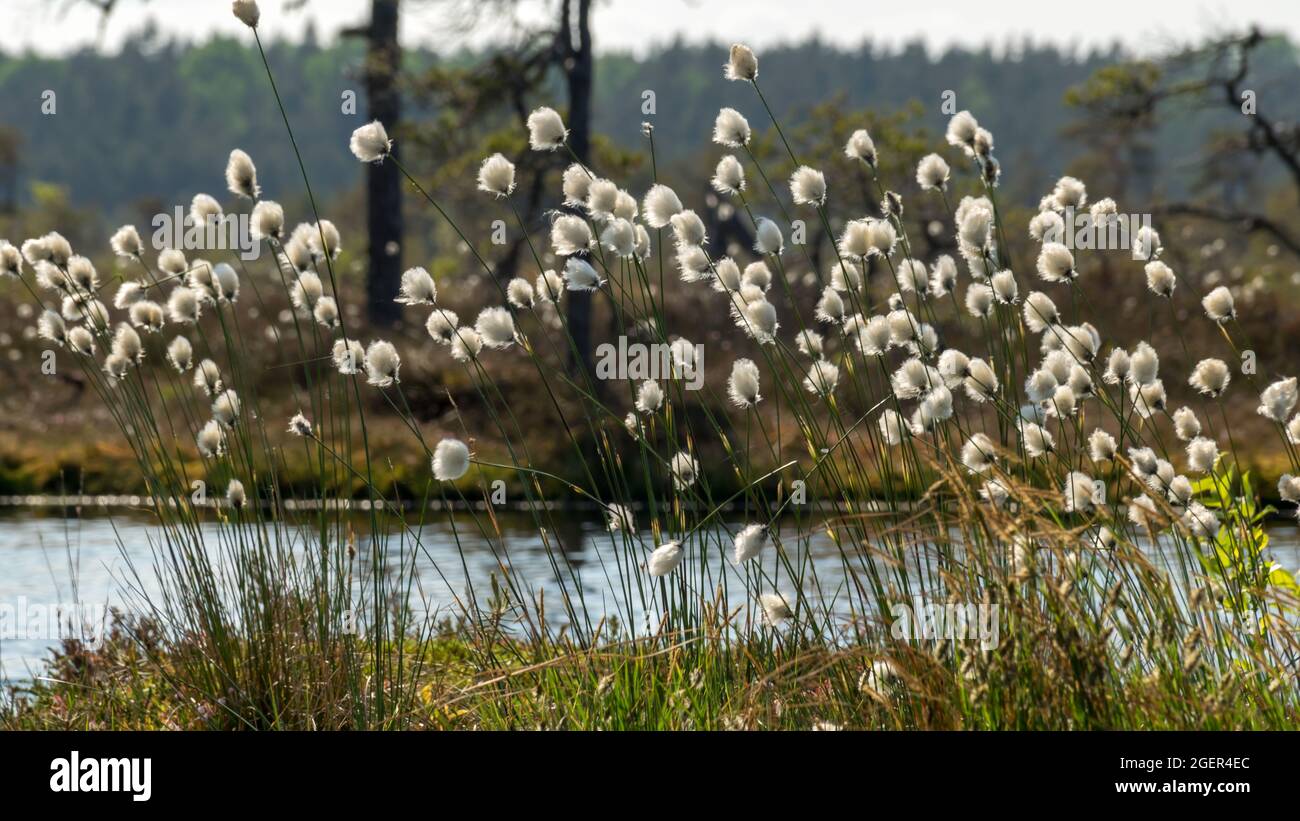 traditional bog plants, moss, lichens close-up, flowering pillows ...