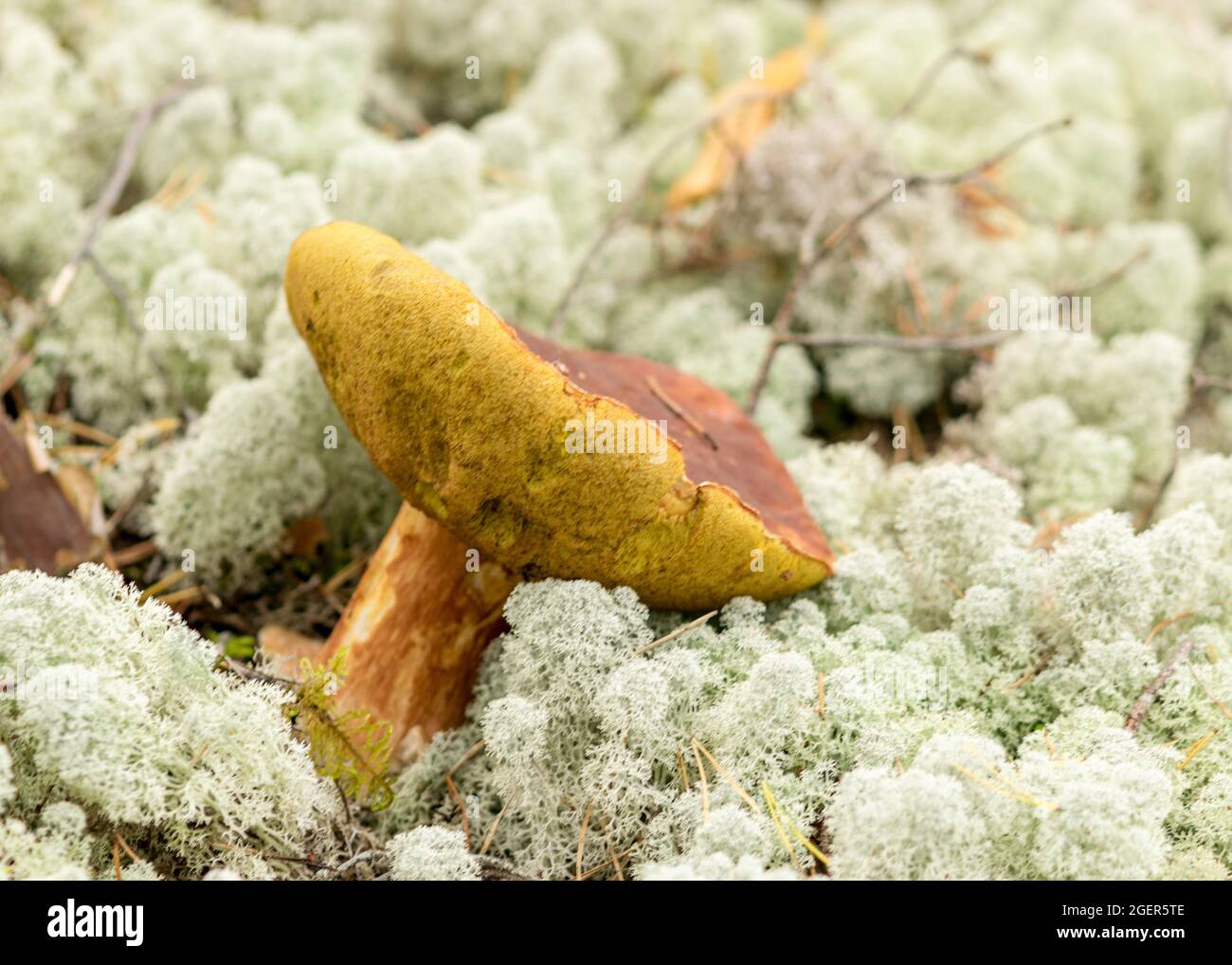 natural forest background, wild mushroom in the forest, traditional ...